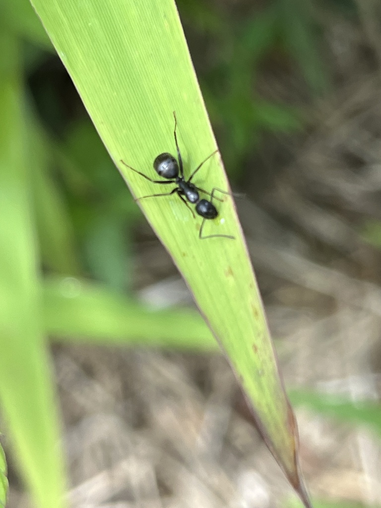 Eastern Black Carpenter Ant in July 2023 by Kaiju · iNaturalist