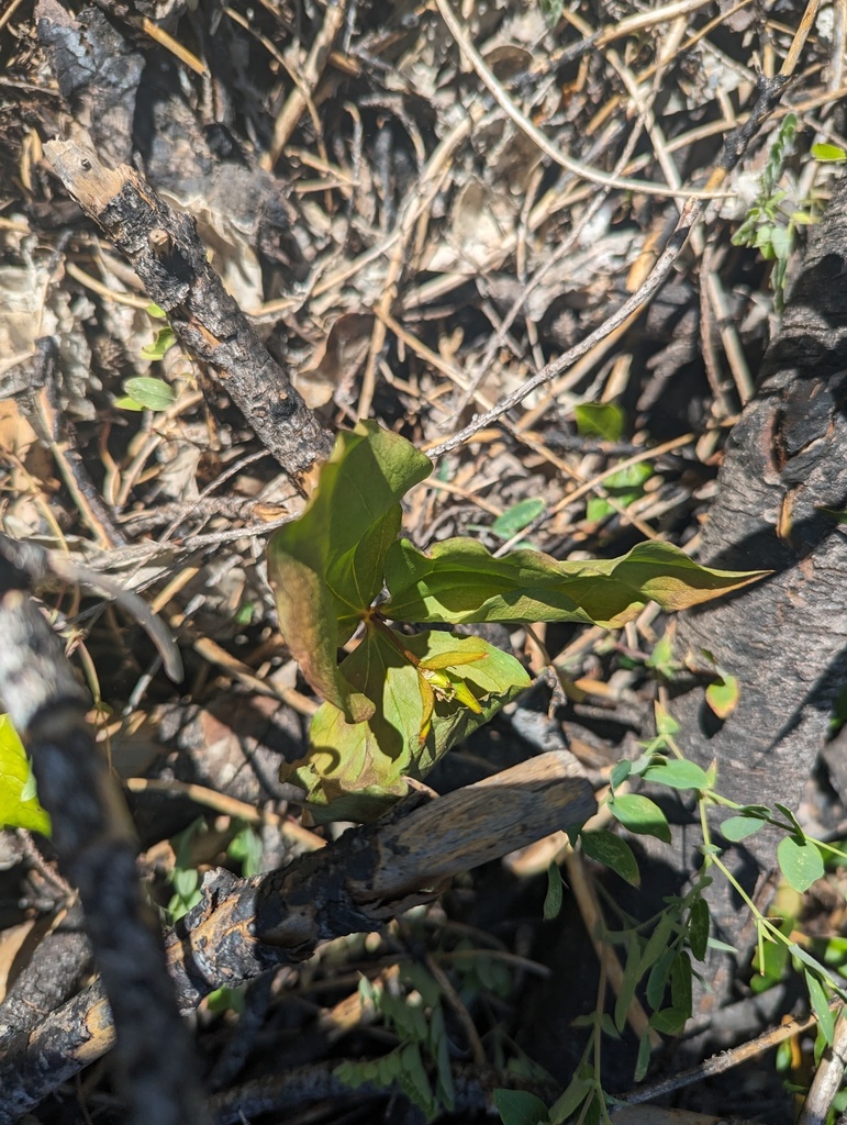 Pacific trillium in July 2023 by Ryan Sorrells · iNaturalist