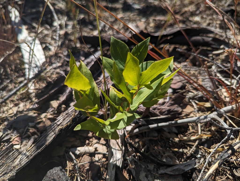 Hooker's fairybells in July 2023 by Ryan Sorrells · iNaturalist
