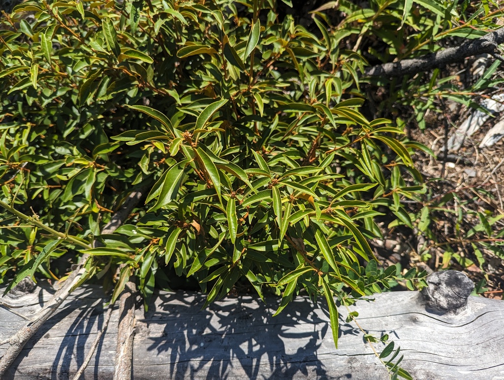 California yerba santa in July 2023 by Ryan Sorrells · iNaturalist