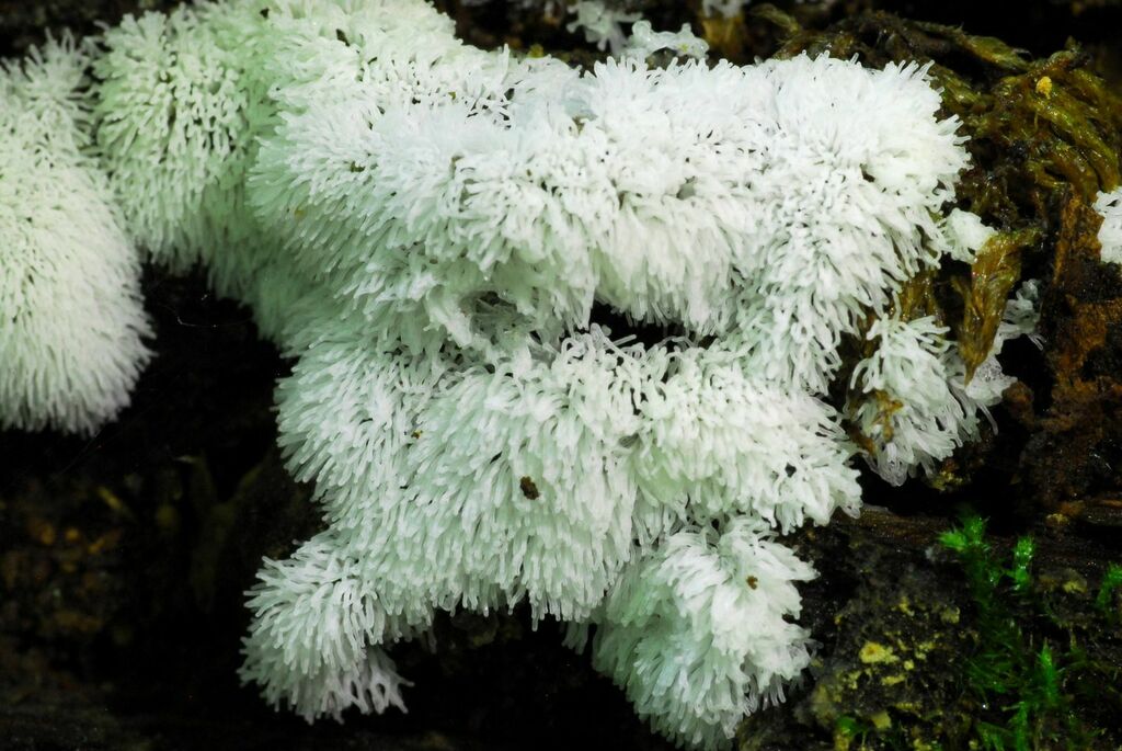 Honeycomb Coral Slime Mold from Canonica Lambro - Triuggio (MB), Italia ...