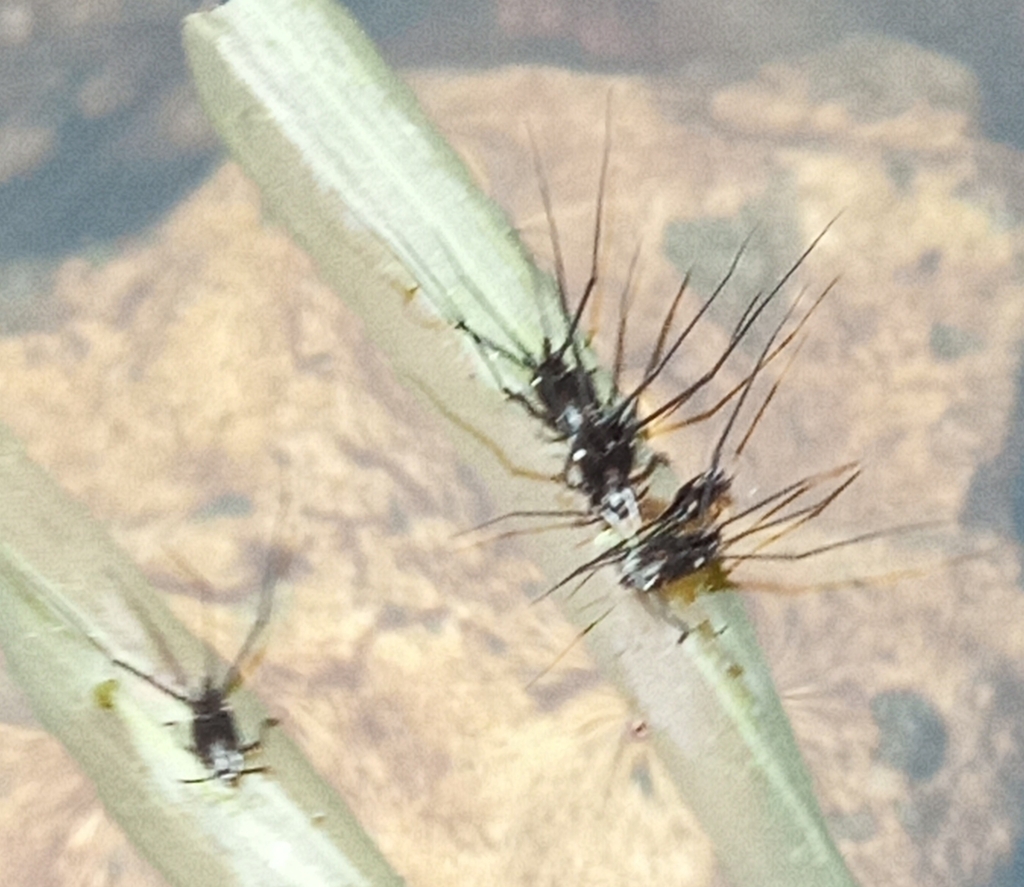 Metrobates hesperius from Greater Sudbury, ON, Canada on July 10, 2023 ...