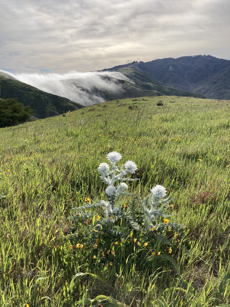 Cobwebby Thistle from Garrapata State Park, Carmel, CA, US on April 11 ...