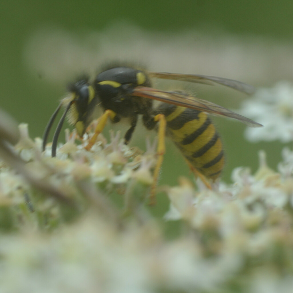 Tree Wasp from Derbyshire, UK on July 6, 2023 at 01:52 PM by Matthew ...