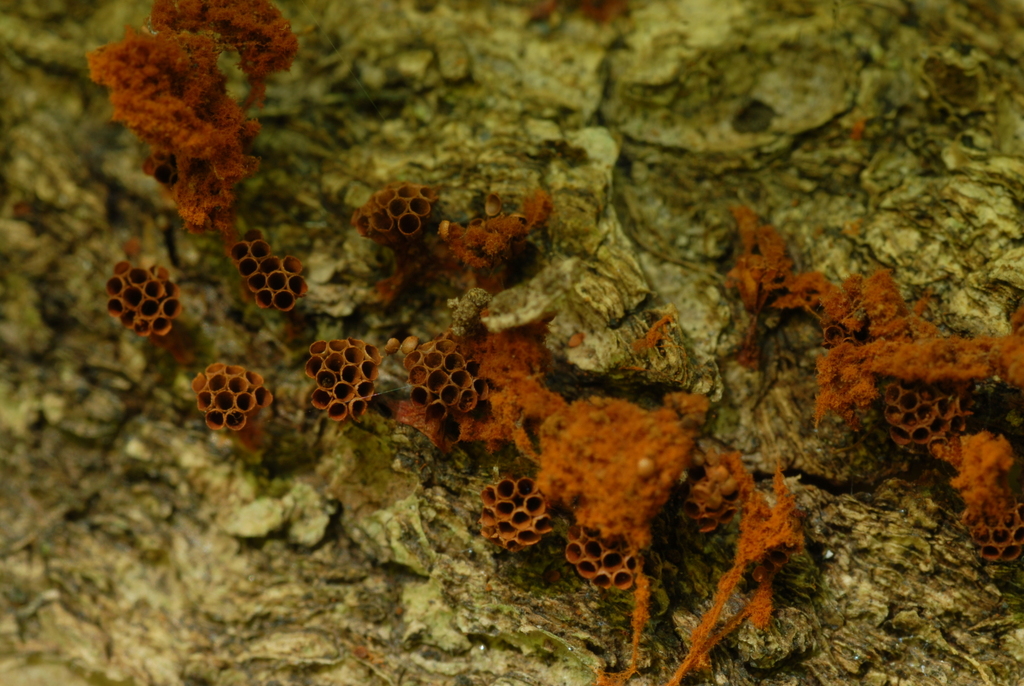 Wasp's Nest Slime Mold from Canonica Lambro - Triuggio (MB), Italia on ...