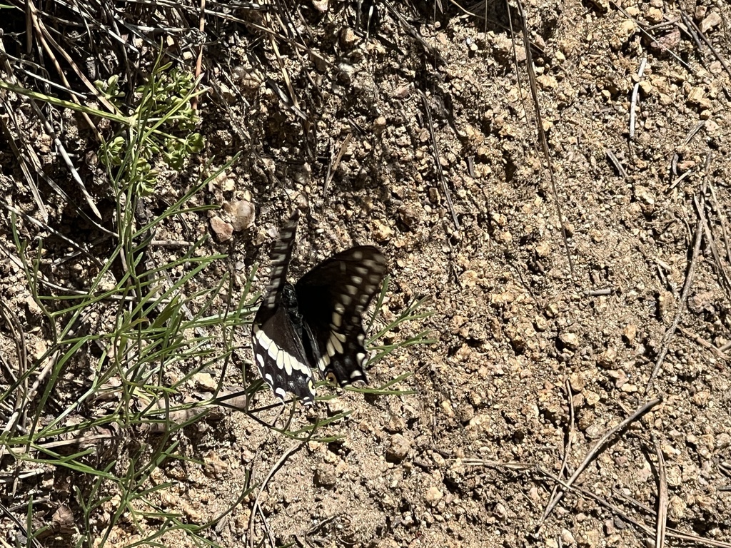 Indra Swallowtail from Boulder, CO, US on July 10, 2023 at 11:47 AM by ...