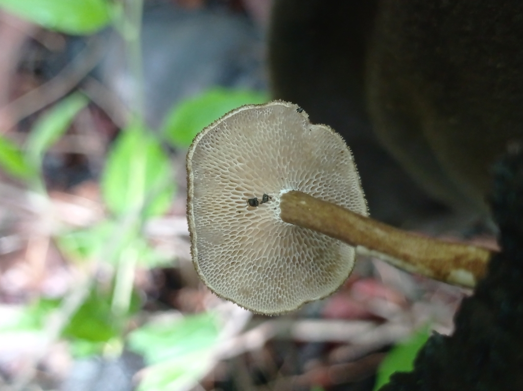 Spring Polypore from Parque Tarango, Ciudad de México, CDMX, México on ...