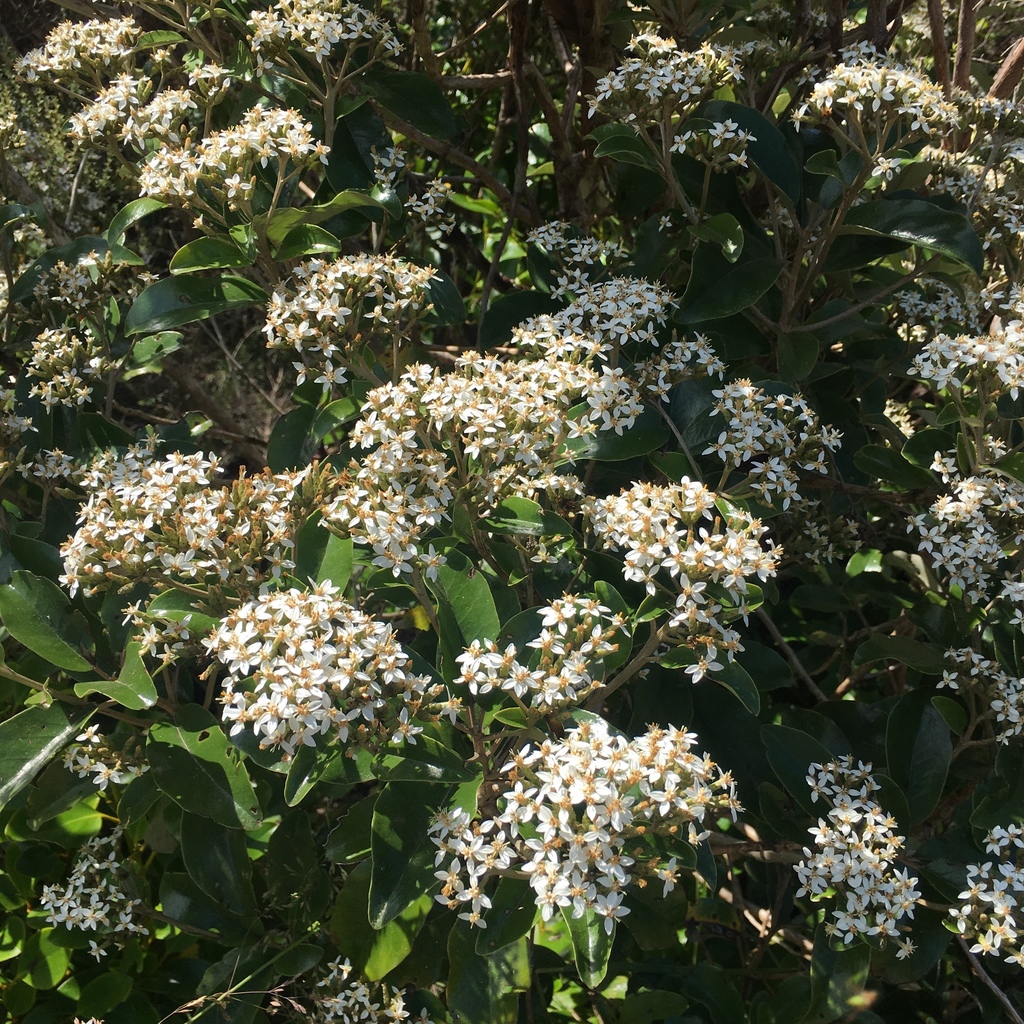 Common tree daisy from 4182, Te Haroto, Hawke's Bay, NZ on January 05 ...