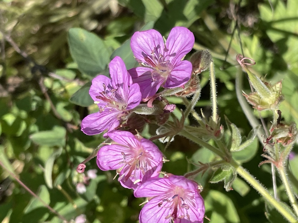 sticky geranium from Wallowa-Whitman National Forest, Baker City, OR ...