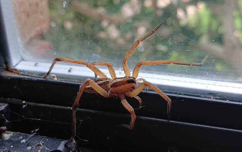 Rabid Wolf Spider from Hann St, Denton, TX, US on July 10, 2023 at 04: ...
