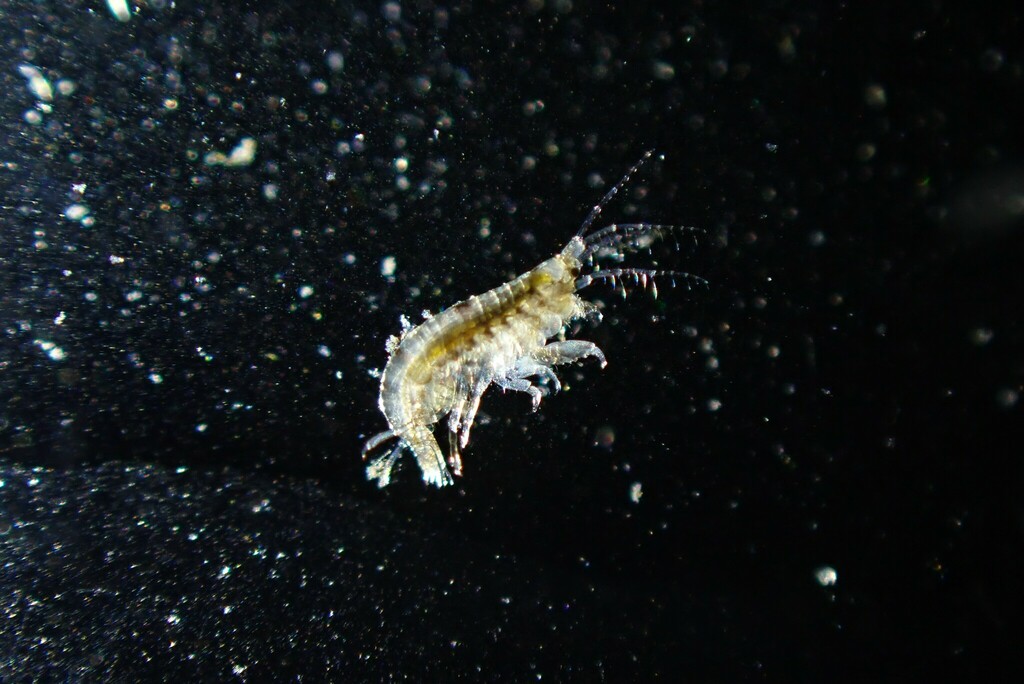 Amphipods from One-Tree Island, FL, USA on July 8, 2023 at 09:08 PM by ...
