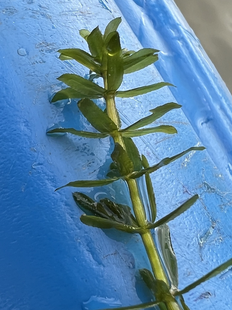 Hydrilla from Colorado River, Del Valle, TX, US on July 10, 2023 at 07: ...