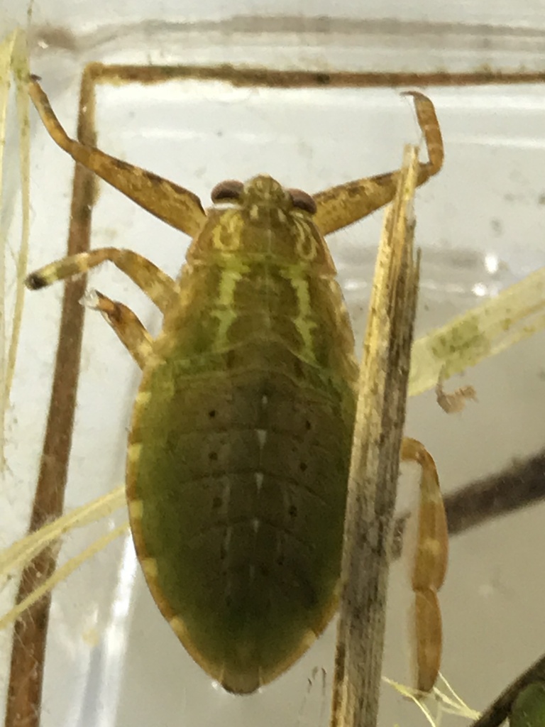 American Giant Water Bug from Fort William Historical Park, Thunder Bay ...