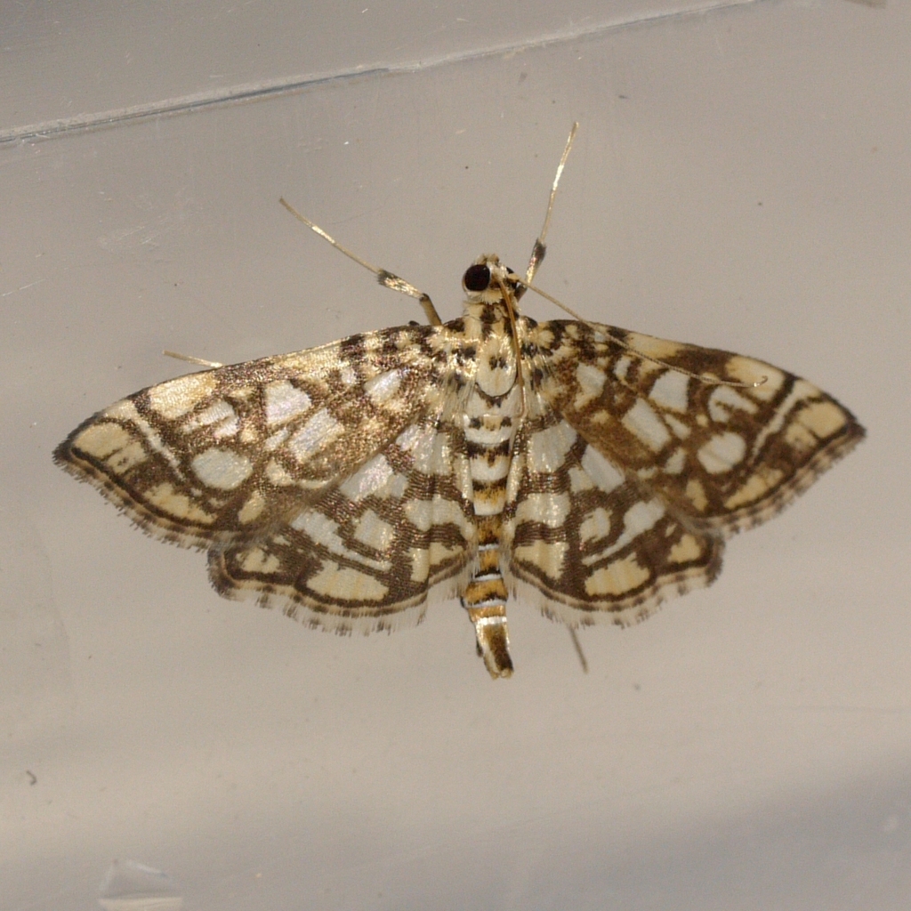 Bog Lygropia Moth from Cross Plains, WI 53528, USA on July 8, 2023 at ...