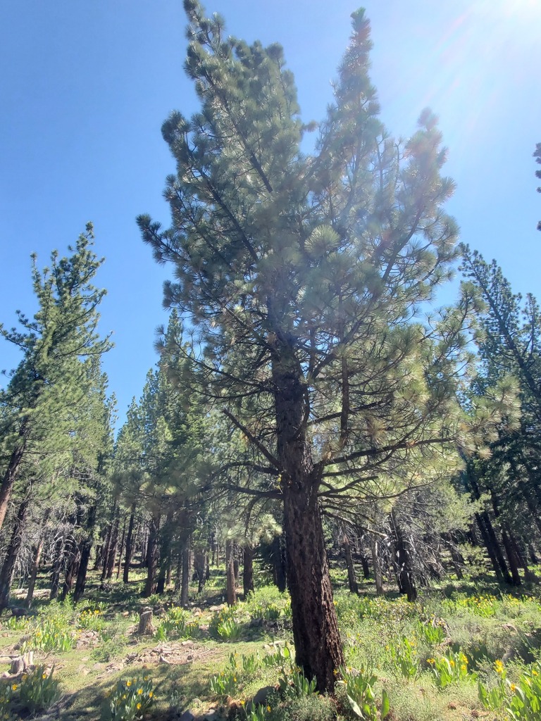 Jeffrey pine from Nevada County, CA, USA on July 9, 2023 at 10:58 AM by ...