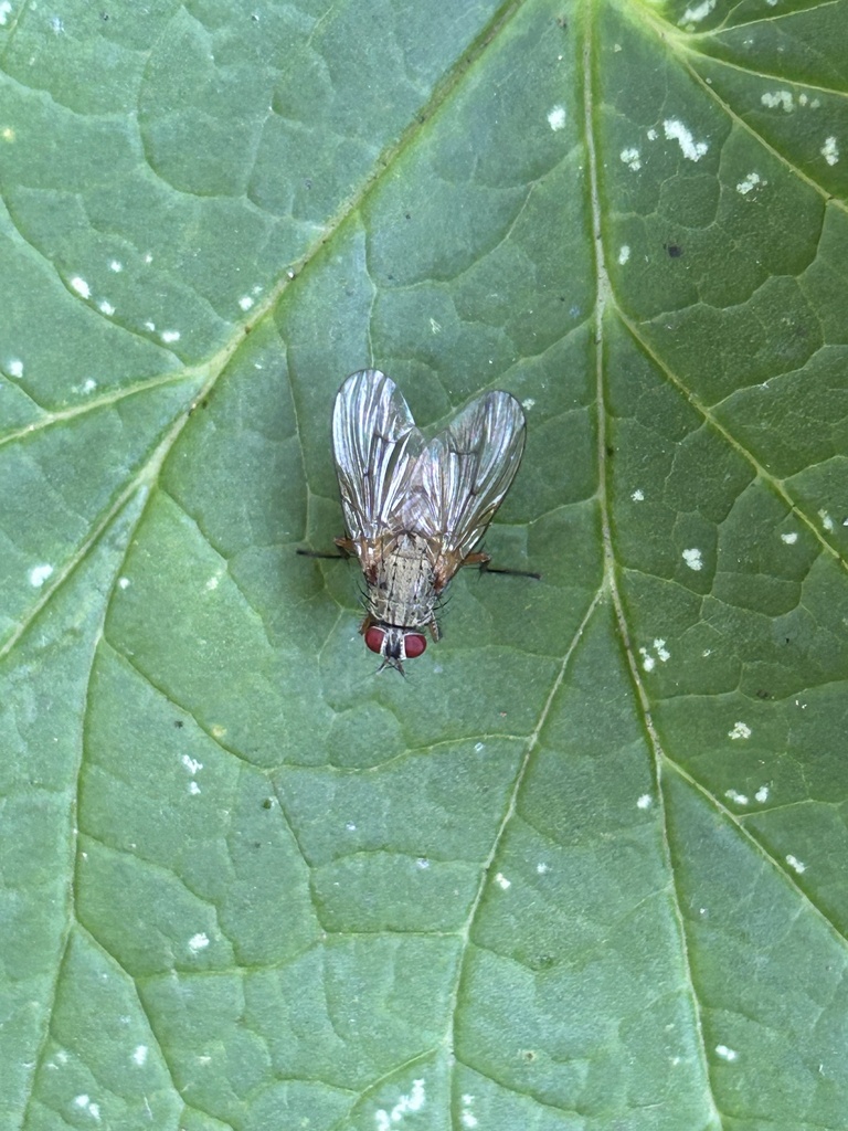 Phaoniinae from Zespół Przyrodniczo-Krajobrazowy Ruda Willowa, Łódź ...