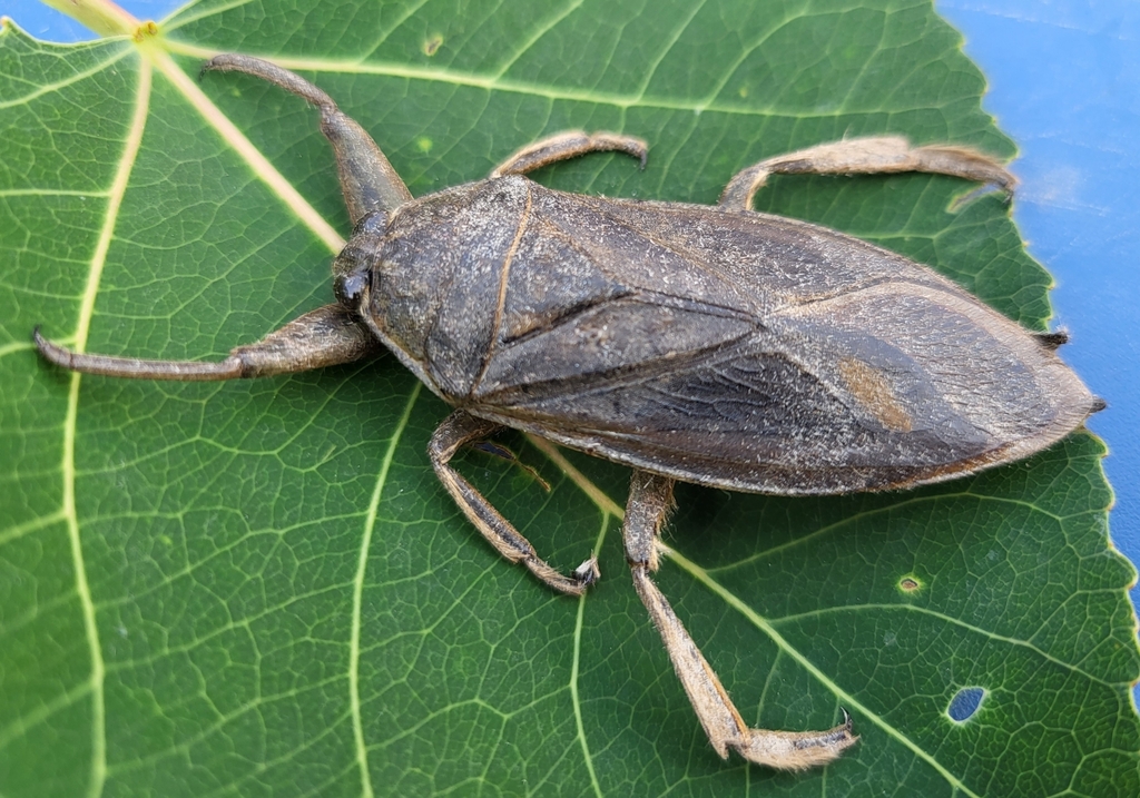 American Giant Water Bug from Kleskun Hill Natural Area on July 10 ...