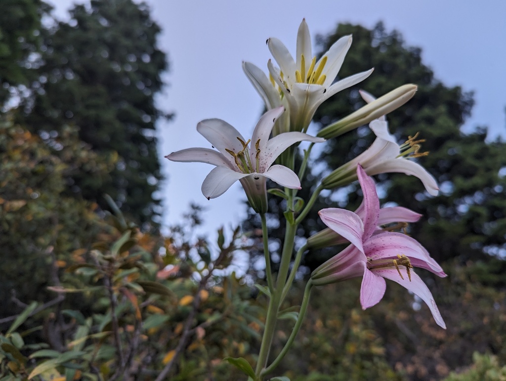 Purple-flowered Washington Lily in July 2023 by Ryan Sorrells · iNaturalist