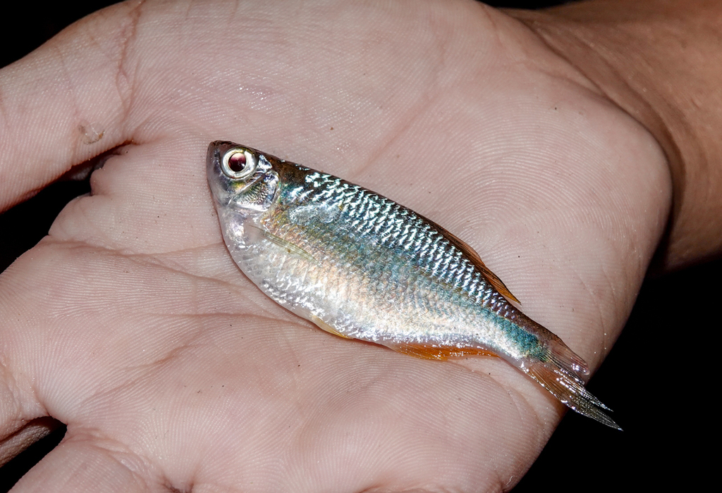 Sind Danio (Devario devario) - Marine Life Identification