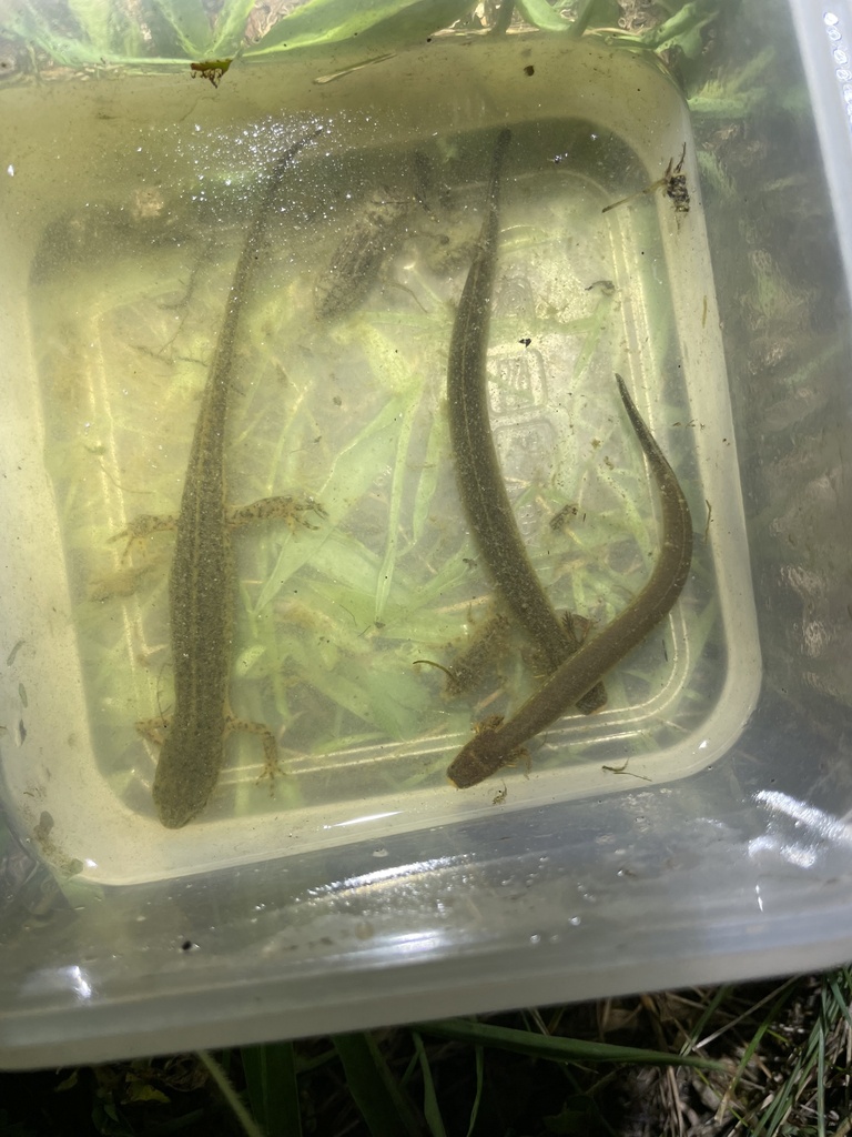 Western Lesser Siren from Wildcat Bluff Rd, Vienna, IL, US on July 7 ...