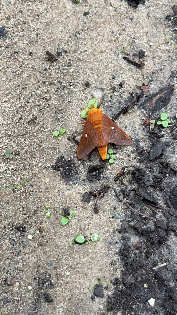 Oakworm Moths in July 2023 by Matthew · iNaturalist