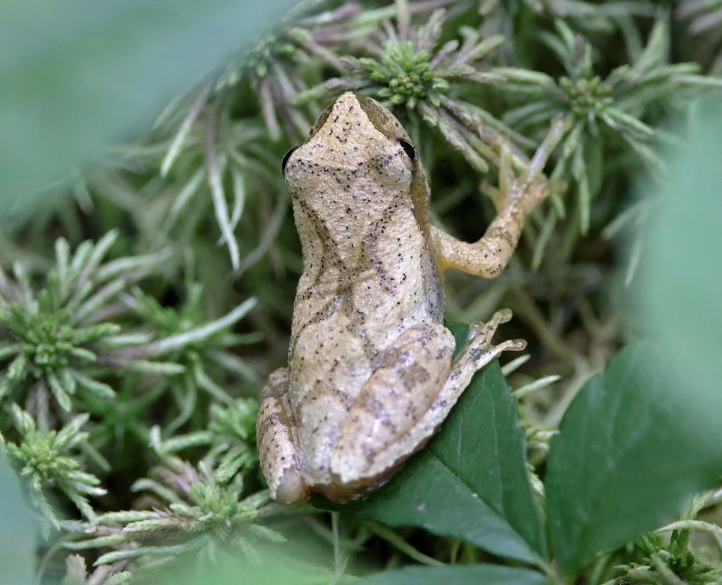 Spring Peeper from Eau Claire County, WI, USA on 03 July, 2023 at 03:51 ...