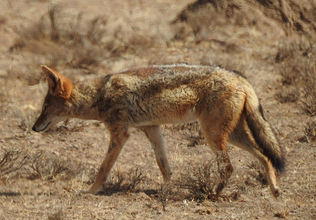 Black-backed Jackal from Mountain Zebra NP, Chris Hani District ...