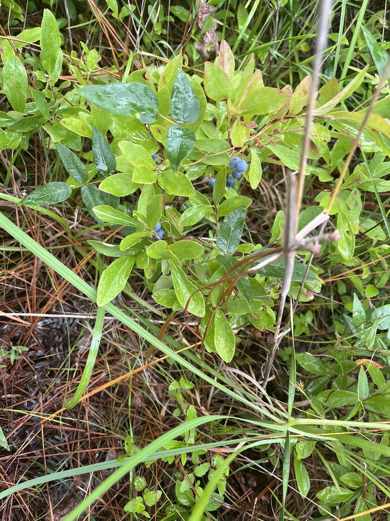 dangleberry from Marston, NC, US on July 10, 2023 at 01:30 PM by ...