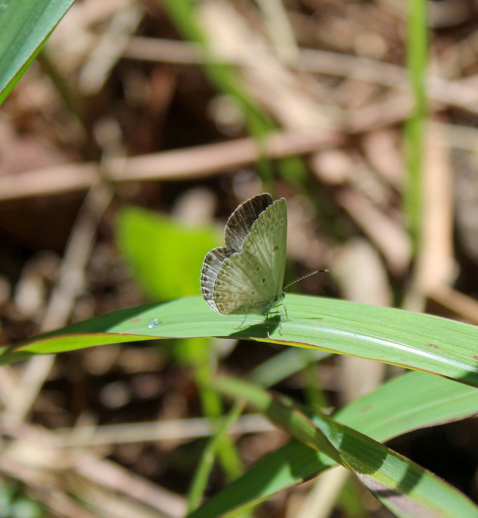 Elkalyce cogina from Juquitiba - SP, 06950-000, Brazil on April 19 ...