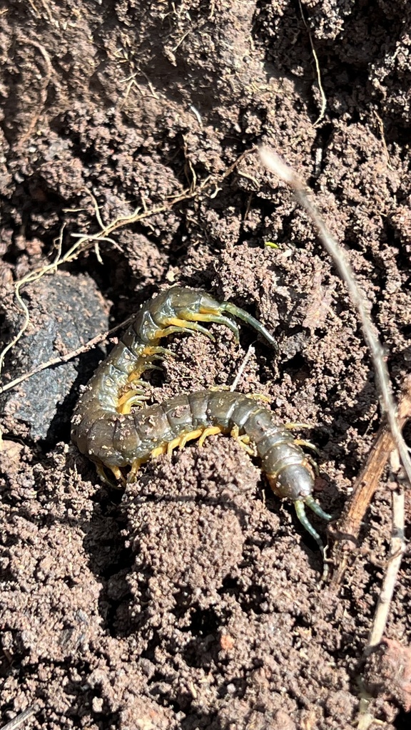 Florida Blue Centipede from Jilotepec, México, MX on July 9, 2023 at 09 ...