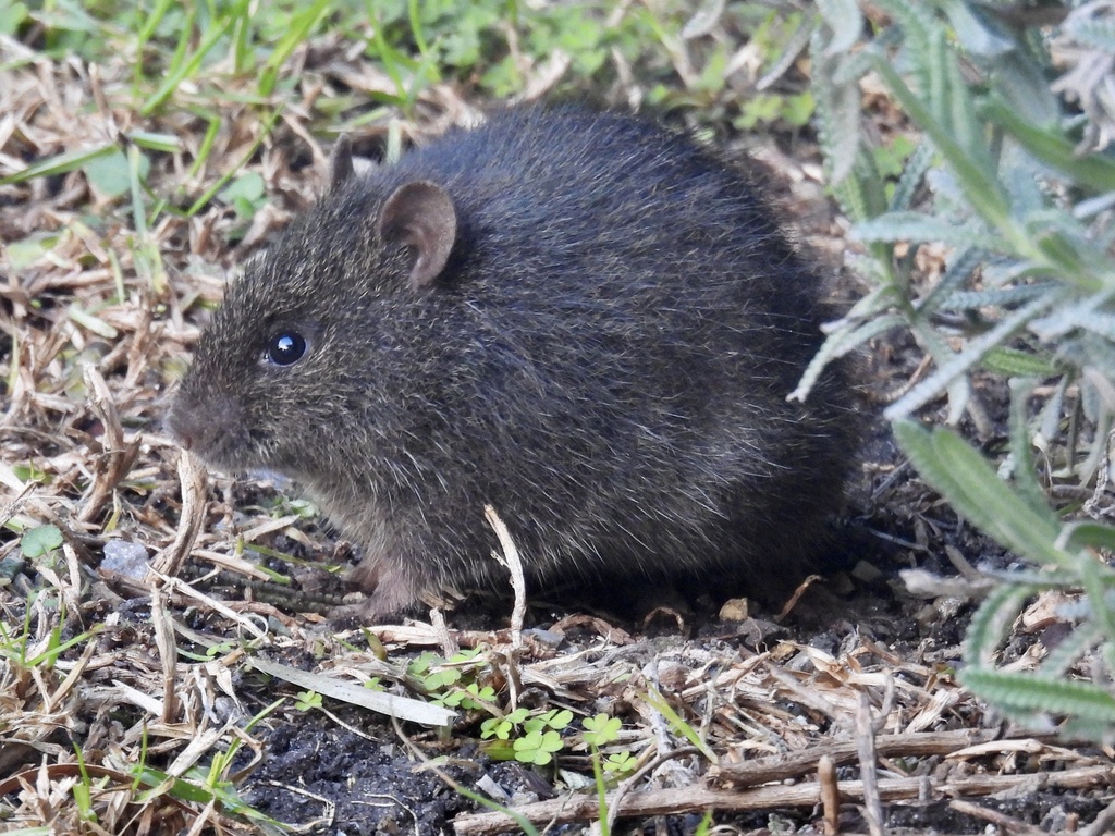 Australian Swamp Rat from Great Ocean Rd, Aireys Inlet, VIC, AU on July ...