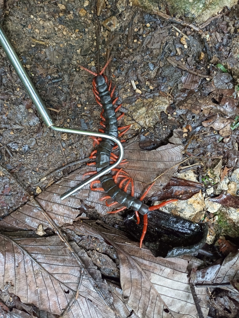 Scolopendra sumichrasti from Santuario de los Anfibios del Bosque de ...
