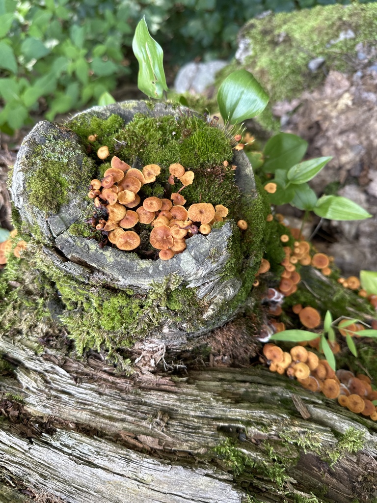 Xeromphalina from Cresco, PA, US on July 8, 2023 at 12:06 PM by ...