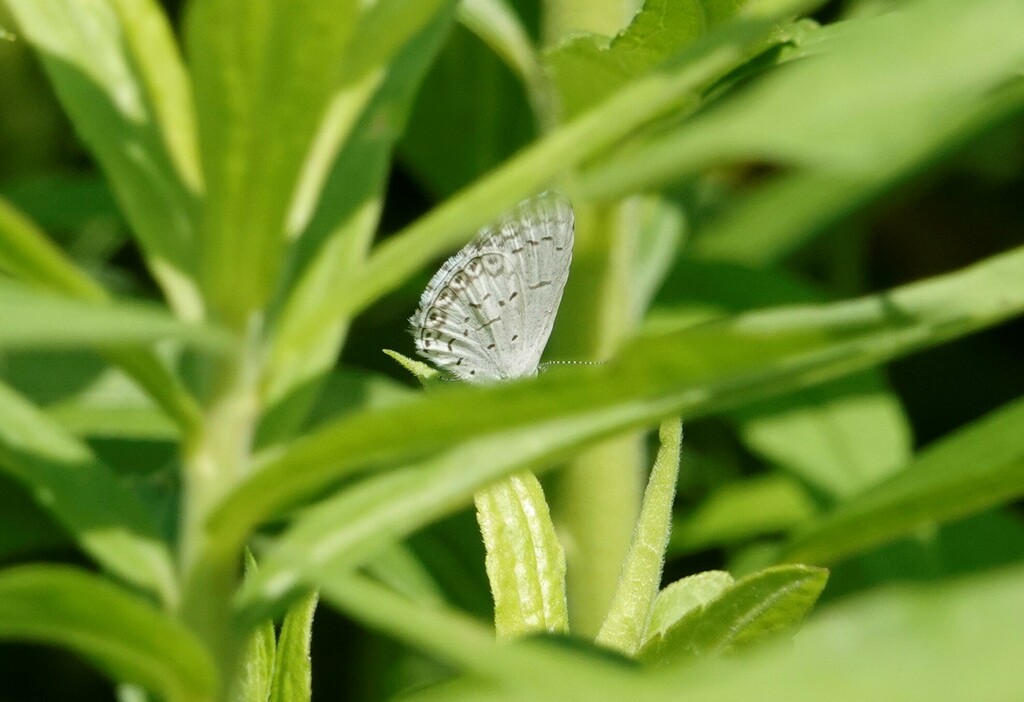 Holarctic Azures from Victoria Village, Toronto, ON, Canada on July 10 ...