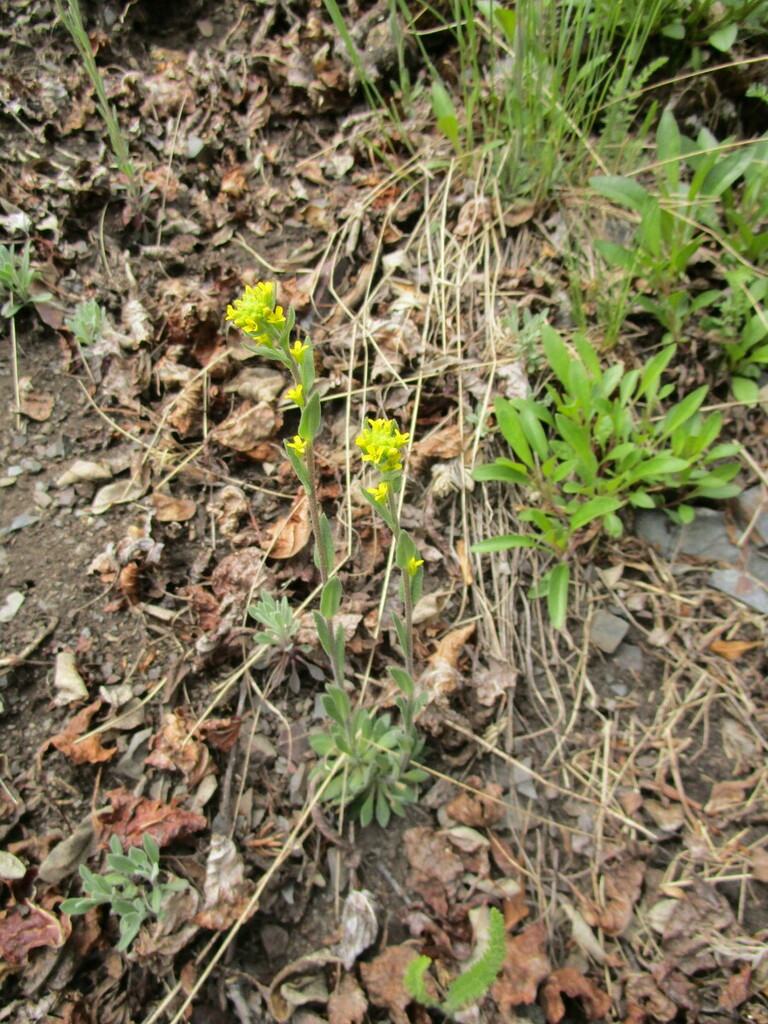 Golden Draba from Yukon, Canada on June 11, 2023 at 02:45 PM by Laurent ...