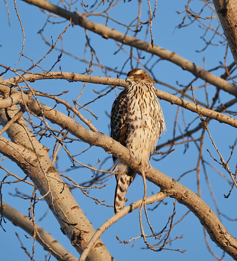 Northern Goshawk from Dorval, QC, Canada on January 21, 2022 at 09:49 ...