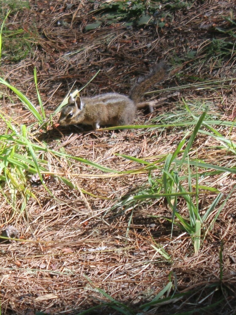 Sonoma Chipmunk from Sonoma County, CA, USA on July 9, 2023 at 10:10 AM ...