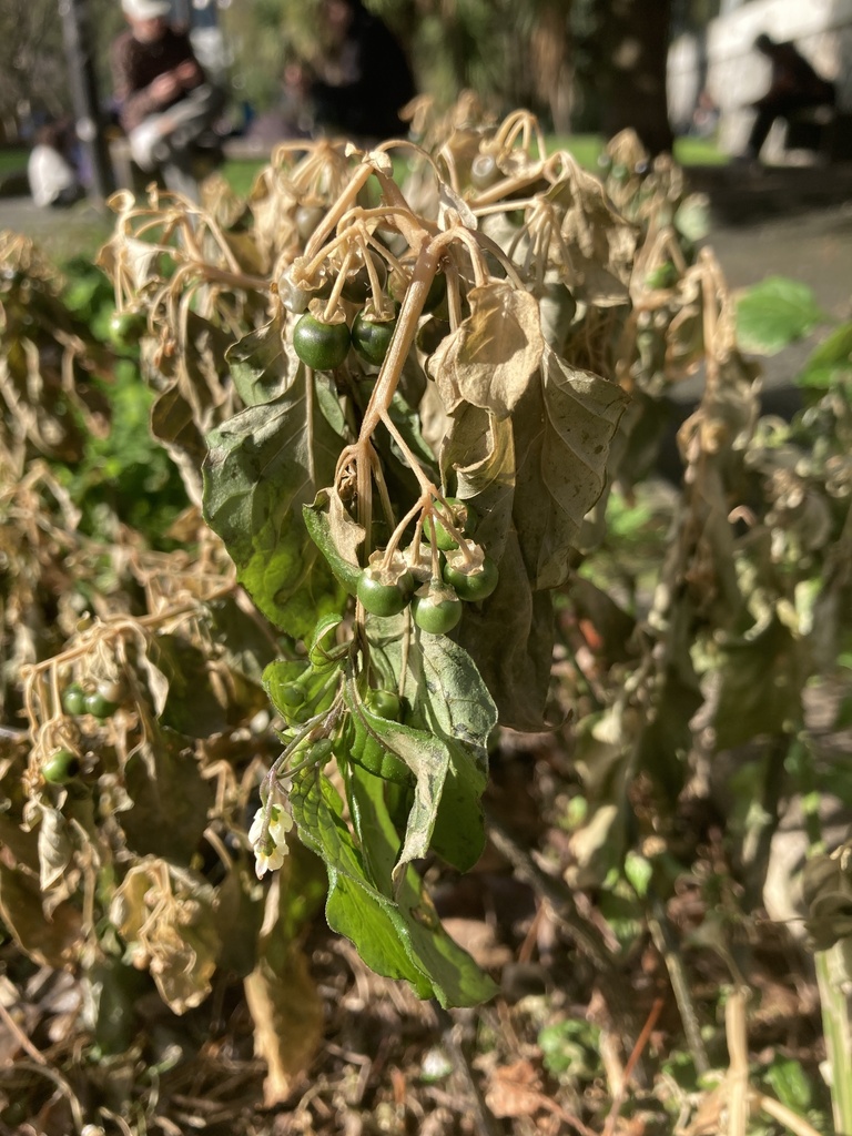 black nightshade from Cobblestone Park, Wellington, Wellington, NZ on ...