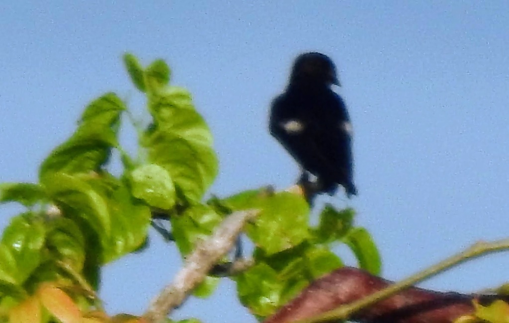 Caribbean Martin from Viejo San Juan, San Juan, Puerto Rico on July 9 ...