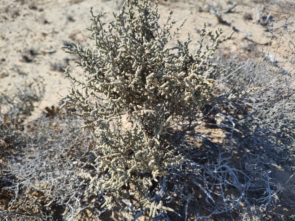 Atriplex julacea from Mulegé, B.C.S., México on July 6, 2023 at 04:54 ...