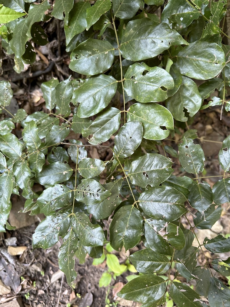 Blood Vine from Airlie Beach, QLD, AU on July 10, 2023 at 10:31 AM by ...