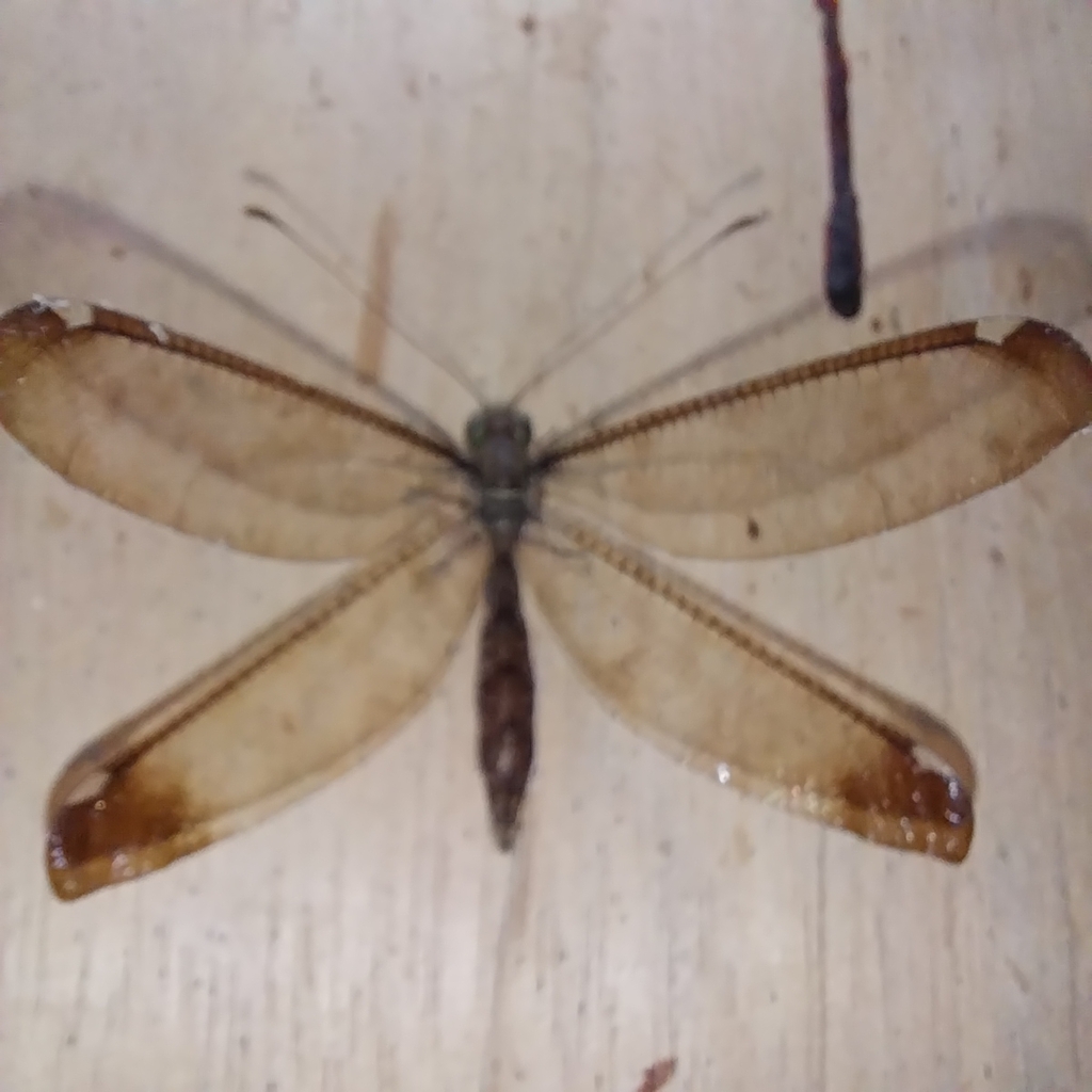 Winged and Once-winged Insects from M3X7+743, Bocuare, Limón, Pandora ...