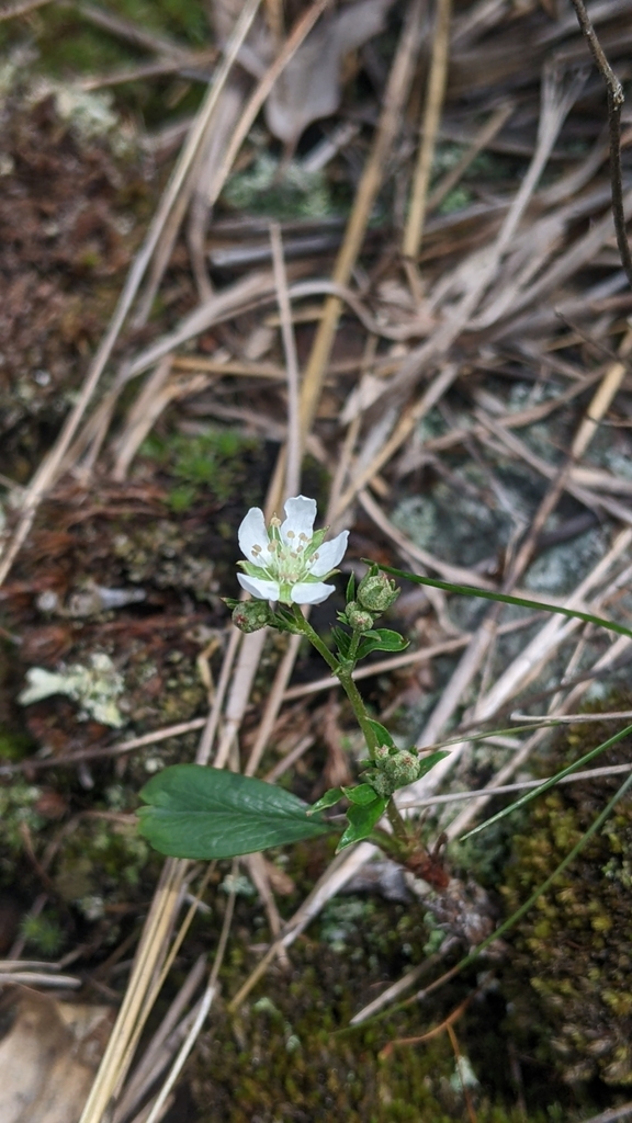 three-toothed cinquefoil in July 2023 by Claire Ciafré · iNaturalist