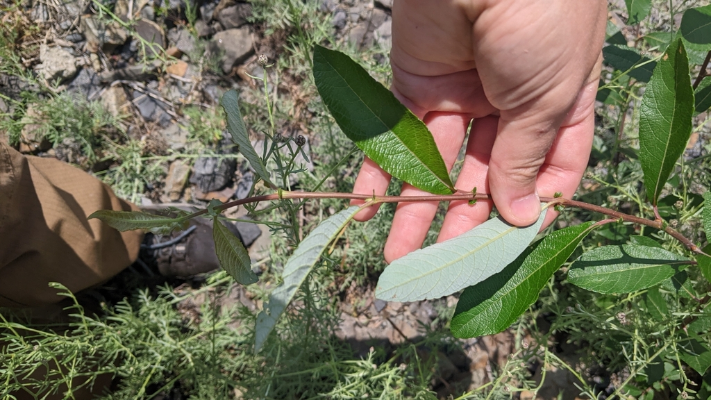 Rusty Willow from Ashley, PA 18706, USA on July 10, 2023 at 01:42 PM by ...