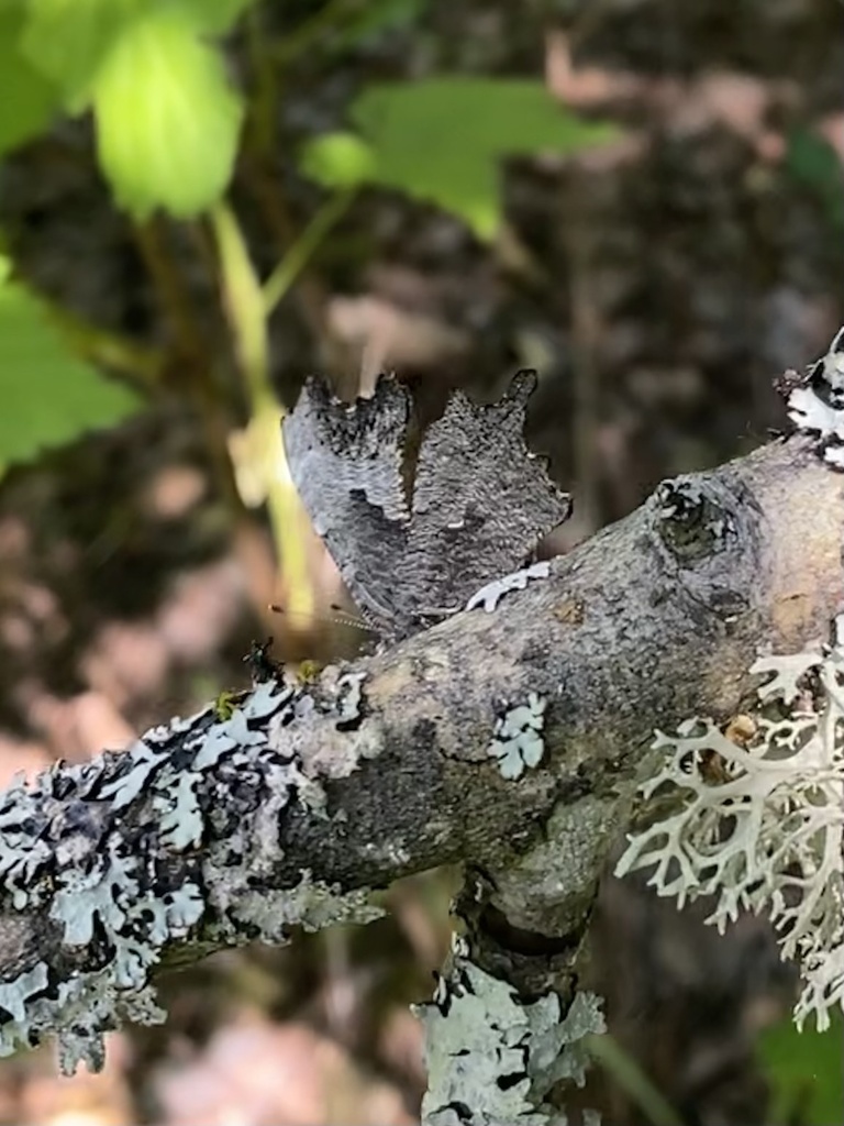 Gray Comma from Yellowhead Highway 5, Thompson-Nicola, BC, CA on July ...