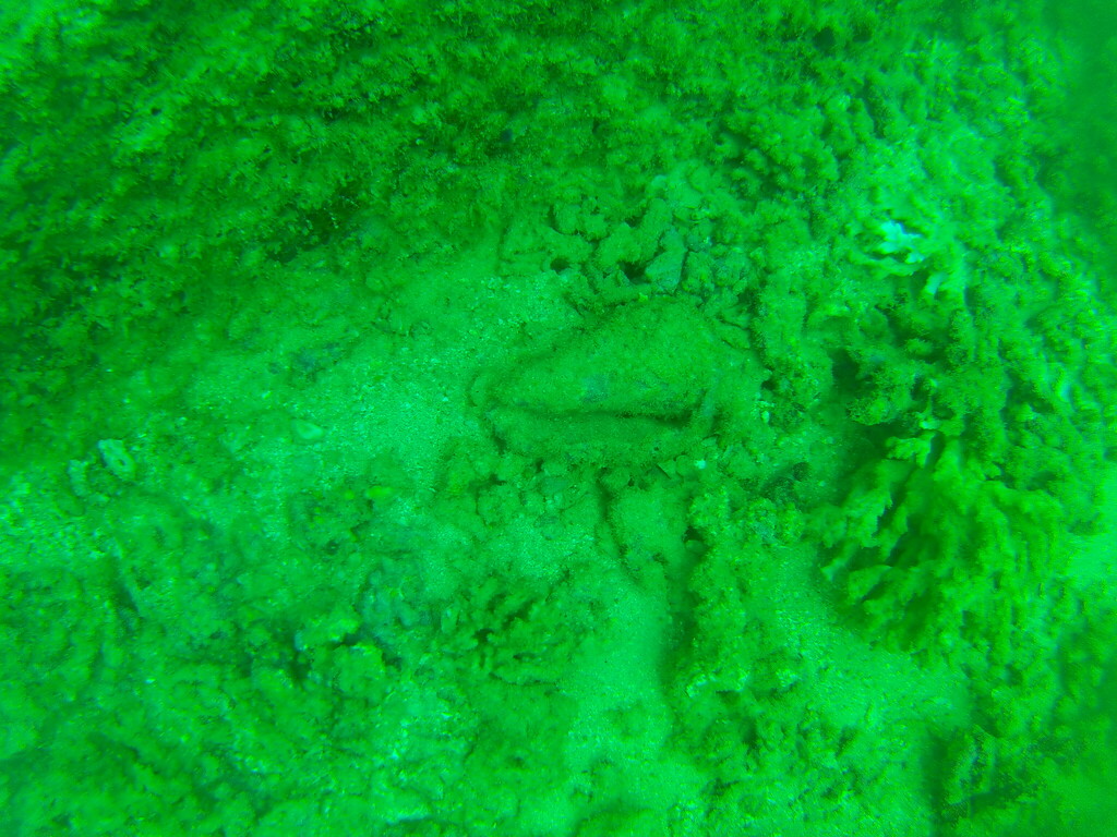 Eastern Pacific Giant Conch from Huatulco, MX-OA, MX on July 10, 2023 ...