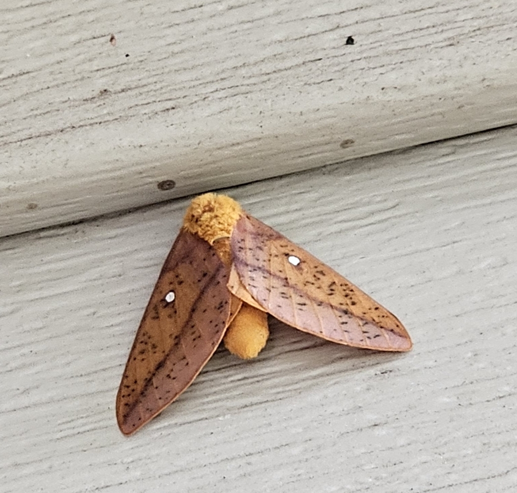 Orange-tipped Oakworm Moth from Alexandria on July 9, 2023 at 08:03 AM ...