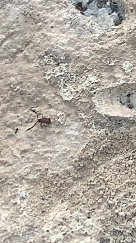 Cheliferidae from Spokane on July 10, 2023 at 06:29 PM by catcherdehaan ...