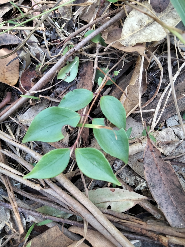 Rose Myrtle from Valla NSW 2448, Australia on July 11, 2023 at 11:30 AM ...