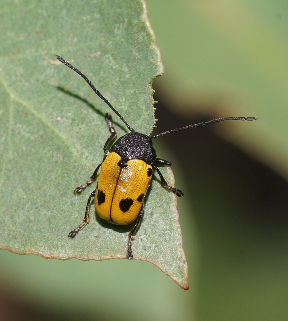 Cadmus litigiosus (Leaf beetles (Cryptocephalinae) of Victoria ...